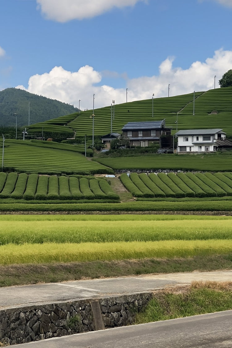 NIWA Matcha | Authentic Japanese Matcha for Home and Wholesale